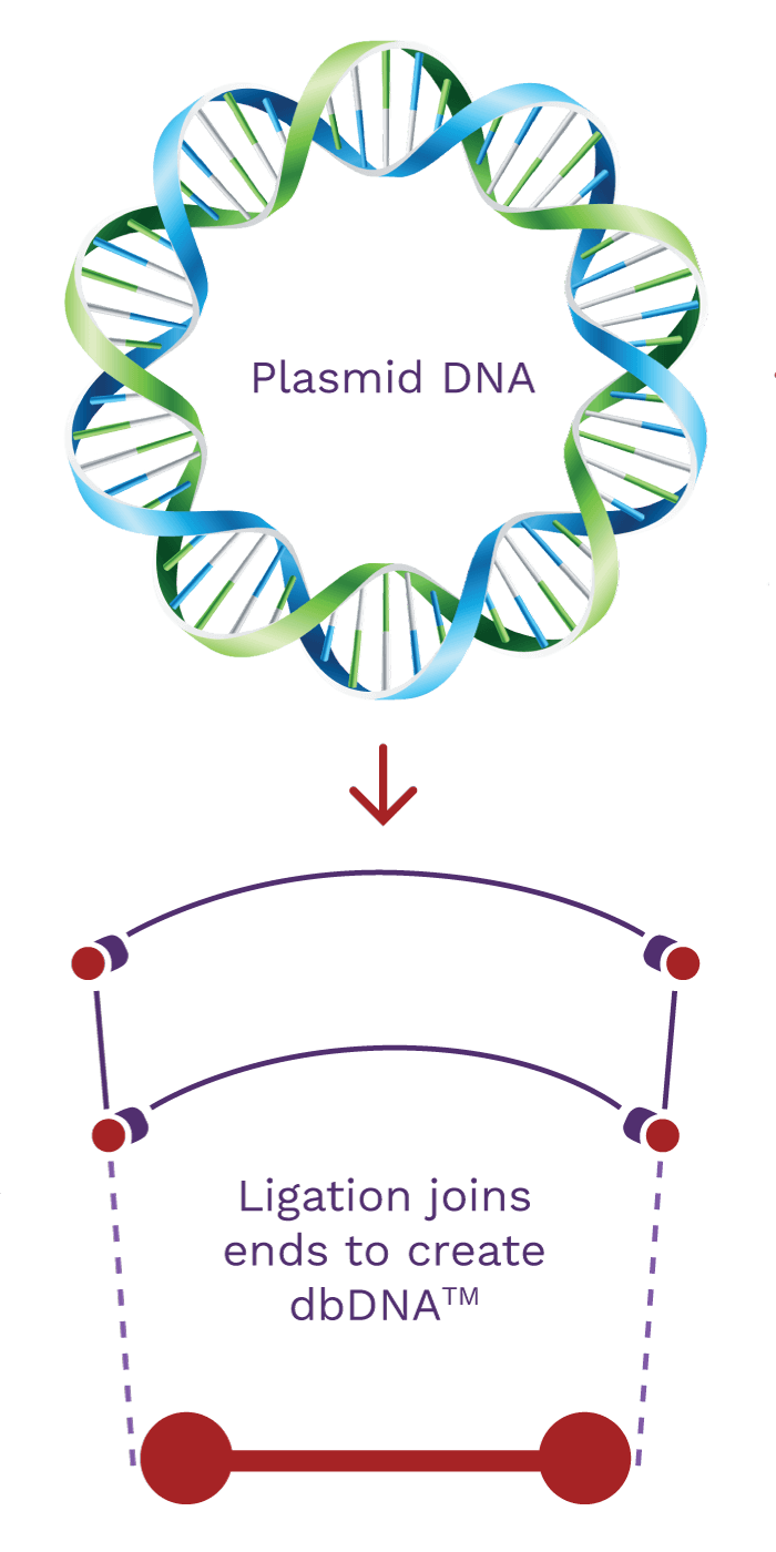 GMP Manufacturing for AAV Therapeutics | AskBio