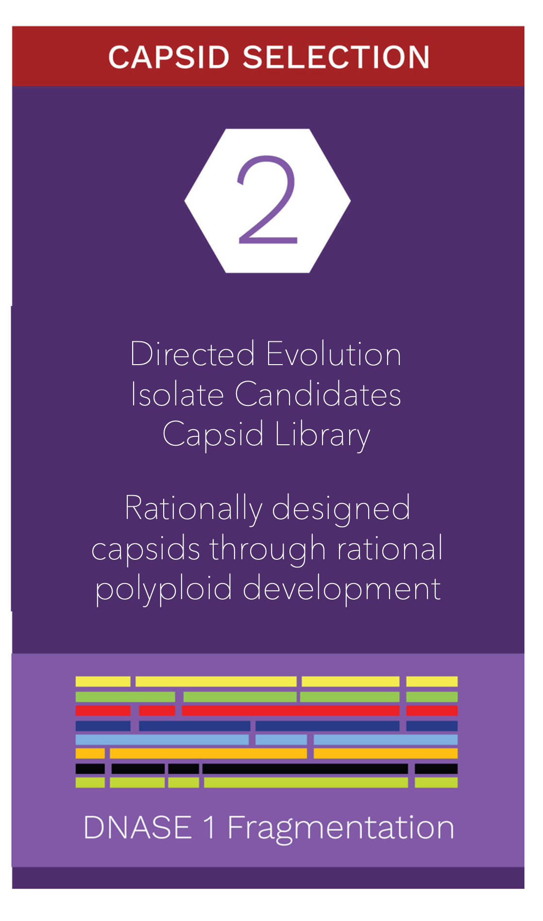 Chimeric AAV Capsid Development for Gene Therapy | AskBio